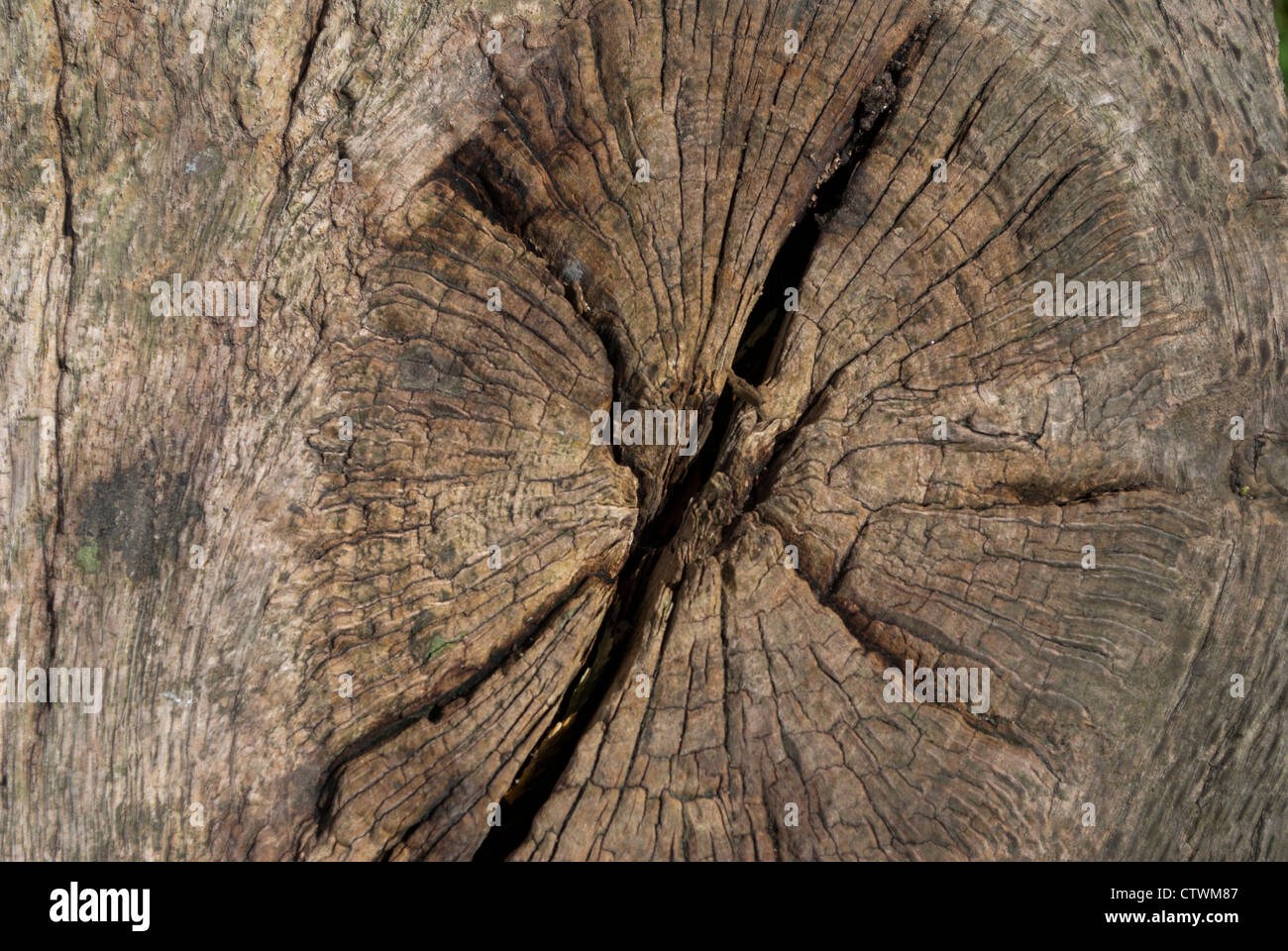 Close up of weathered wood with tree rings and splits and cracks Stock ...