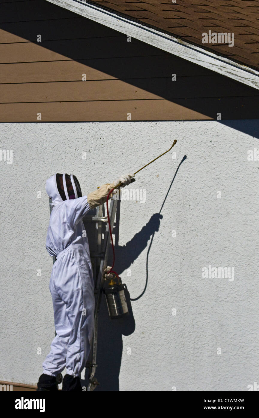 Pest control specialist spraying yellow jacket's nest area Stock Photo ...