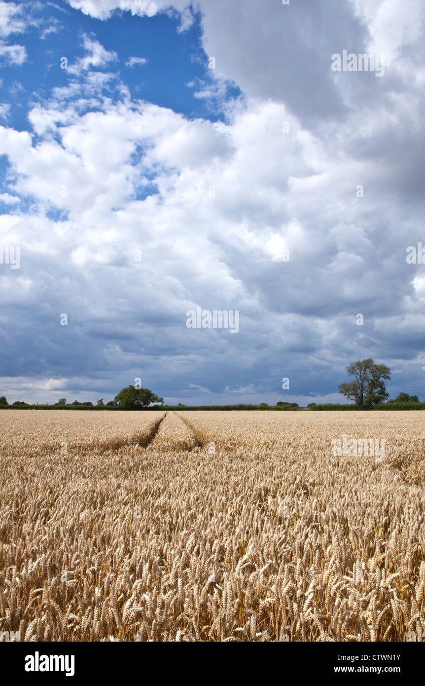 Field of Wheat Ready for Harvest Stock Photo - Alamy