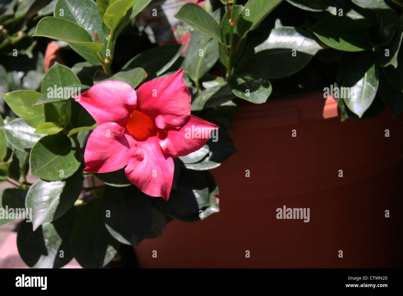 This is an imaged of a potted red sun parasol flower Stock Photo - Alamy