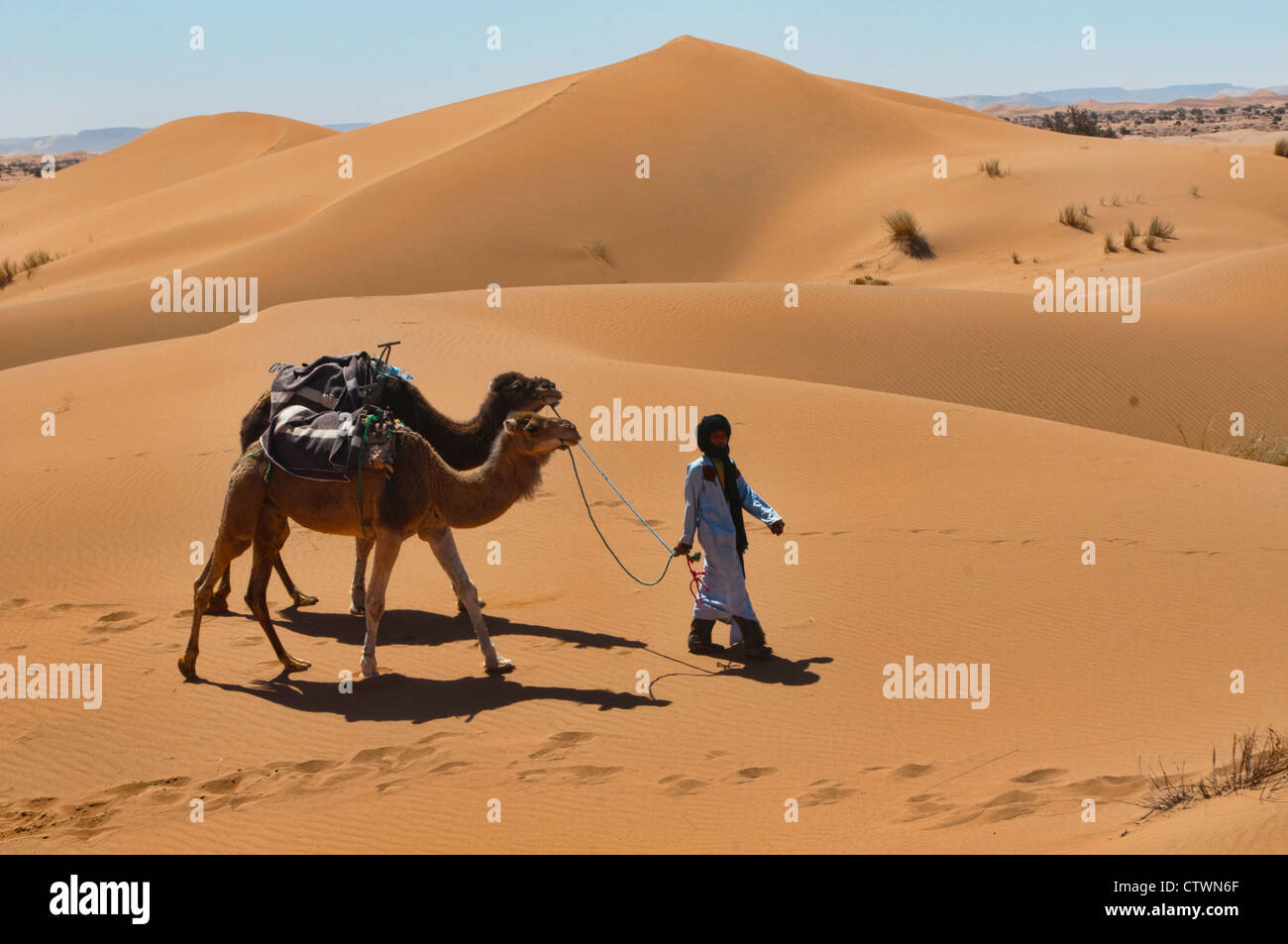 camel trekking in the Sahara Desert at Erg Chigaga, Morocco Stock Photo ...