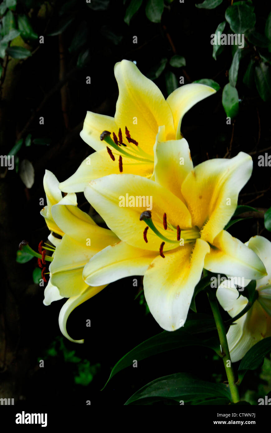 Tree lily hi-res stock photography and images - Alamy