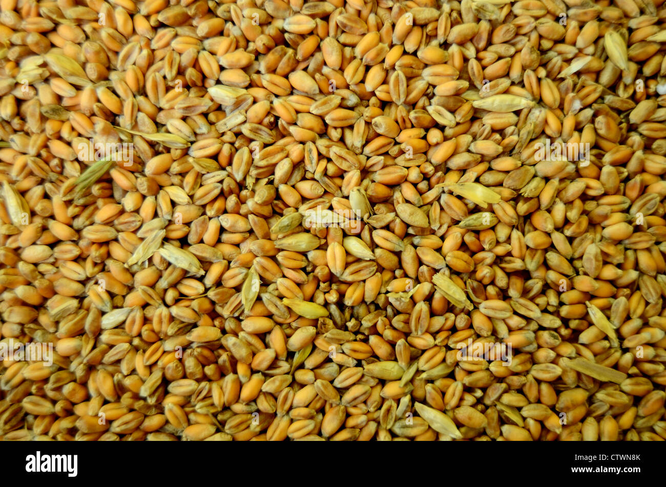 Mixed Hen Corn Stock Photo - Alamy