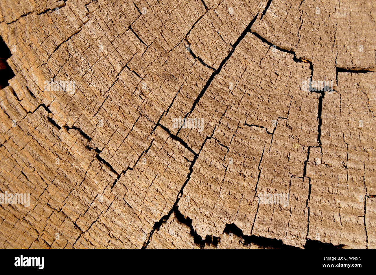 Cracked Cut Tree Trunk Stock Photo - Alamy