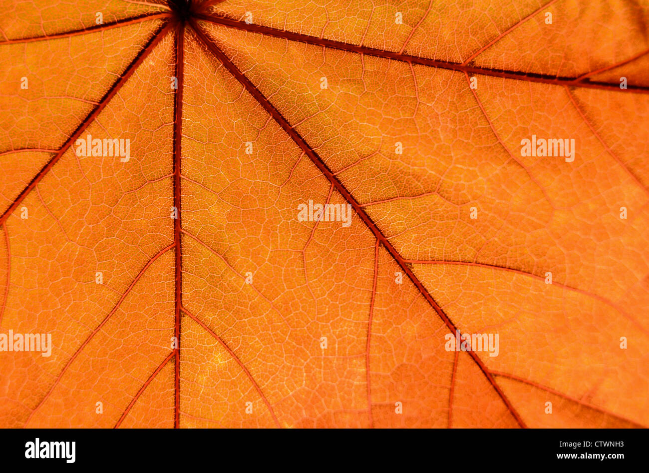 Canadian maple tree hi-res stock photography and images - Alamy