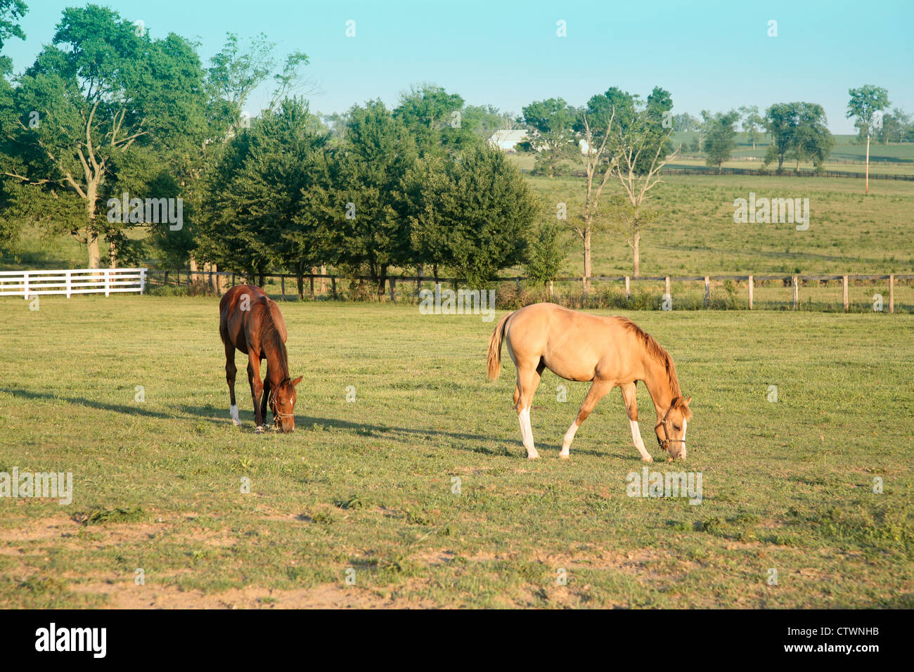 Kentucky Horse Breeders Farm near Lexington;Kentucky and the Horse Park ...