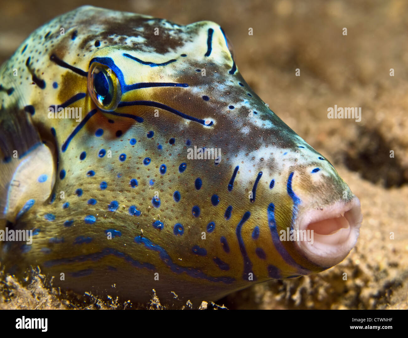 Tobi hi-res stock photography and images - Alamy