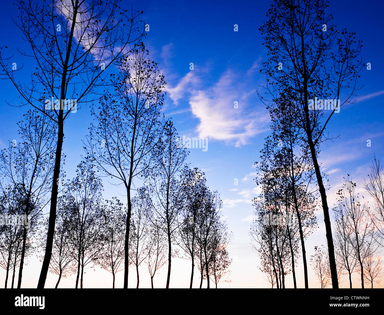 Copse of young Poplar trees at dawn - France Stock Photo - Alamy