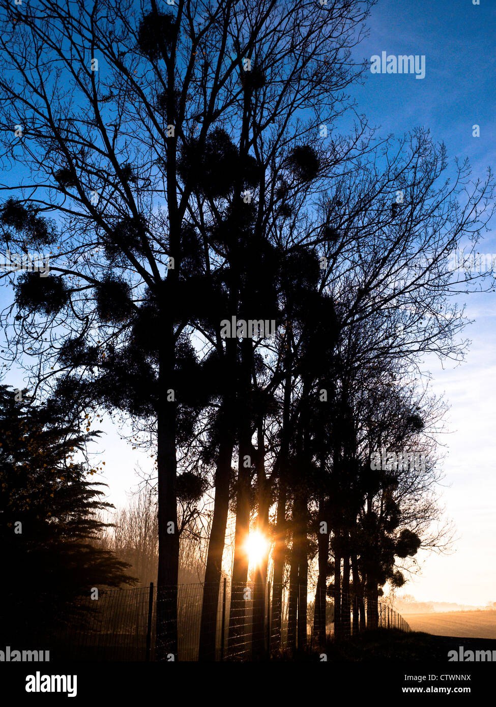 Poplar trees and france hi-res stock photography and images - Alamy