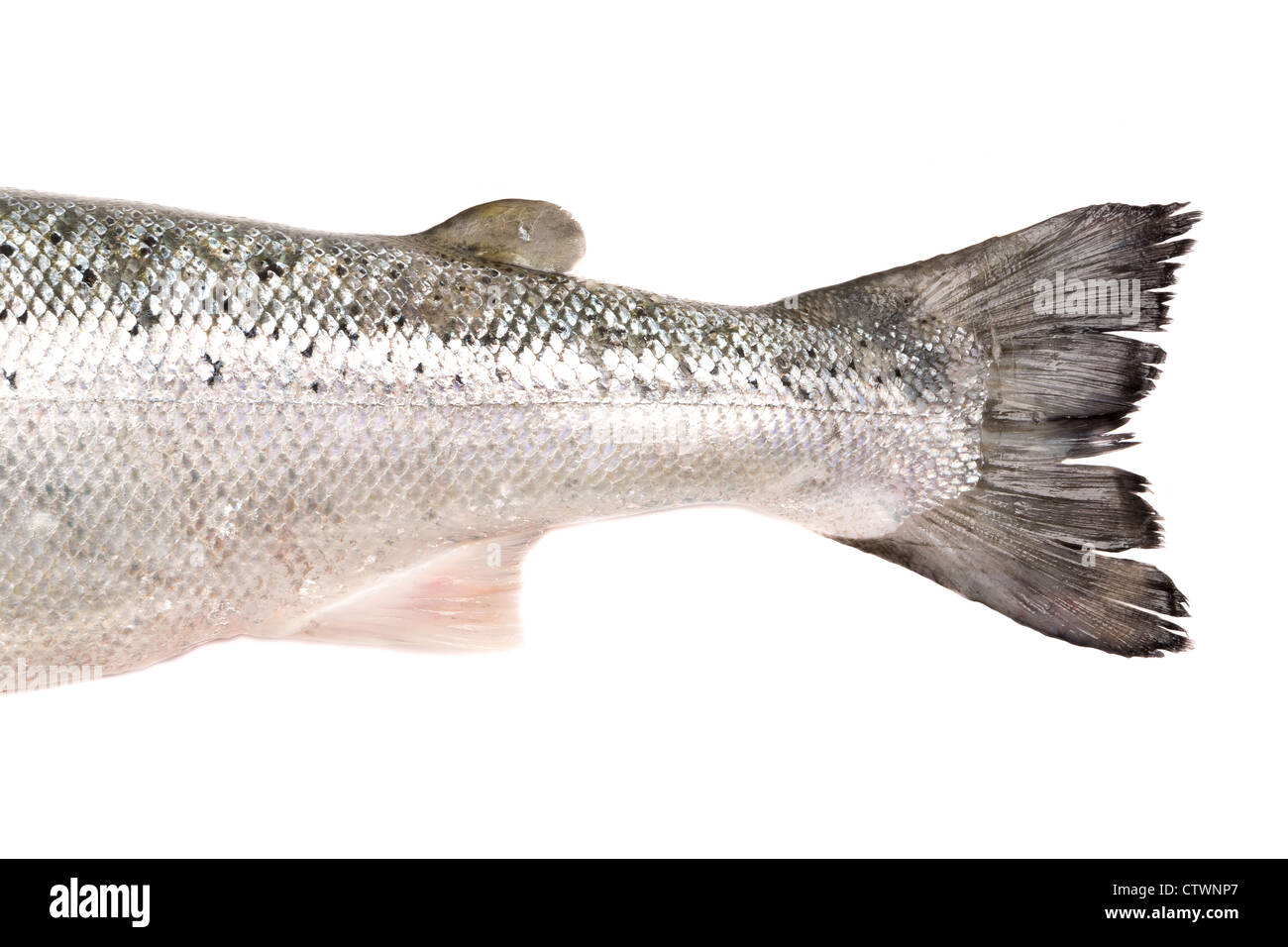 Fresh raw salmon tail - studio shot with a white background Stock Photo ...