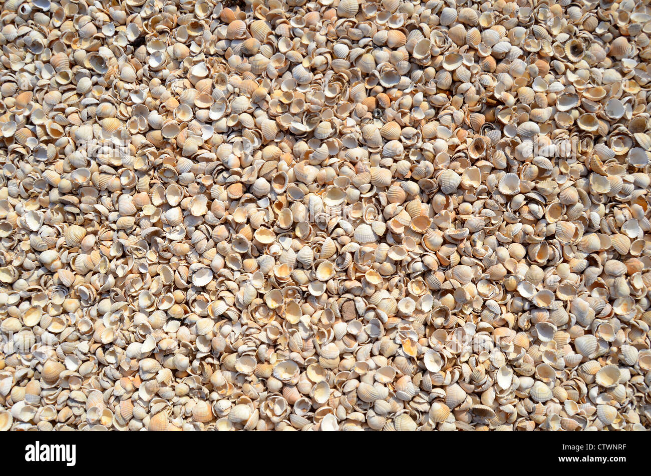 An Abstract Background Texture Of Sea Shells Stock Photo - Alamy