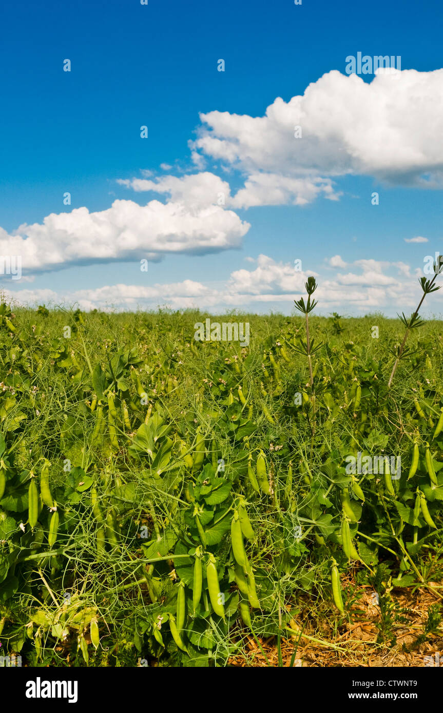 Pea crop hi-res stock photography and images - Alamy