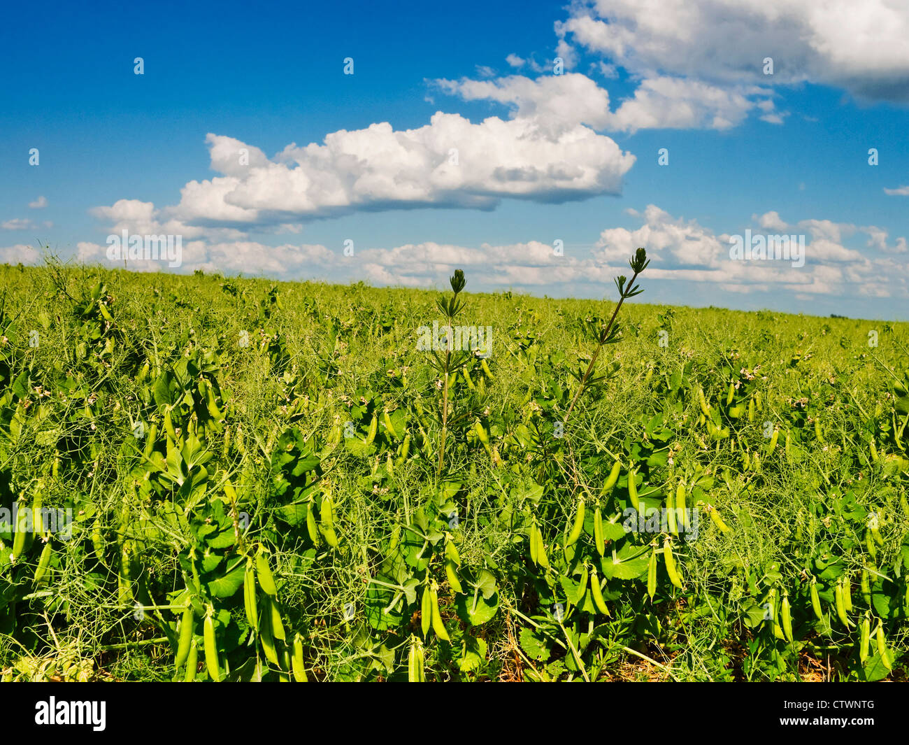 Pea crop hi-res stock photography and images - Alamy