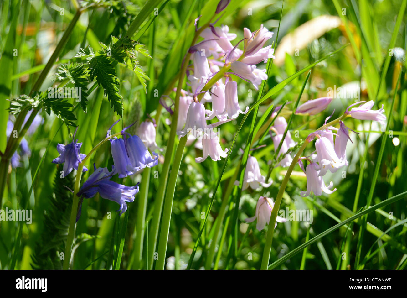 Lush green spring grass grasses hi-res stock photography and images - Alamy