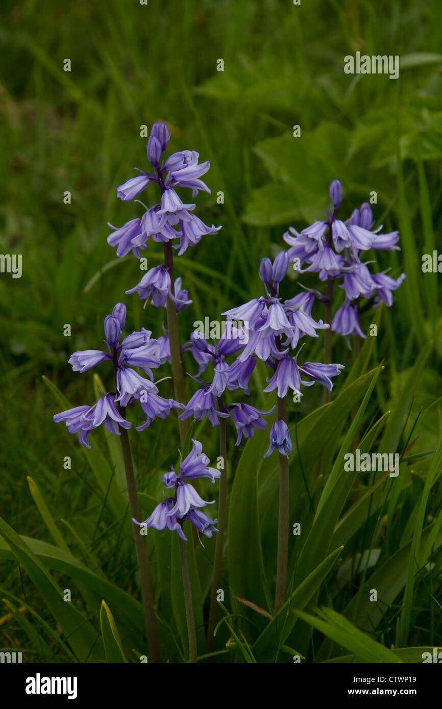 Lovely bluebells in Spring Stock Photo - Alamy