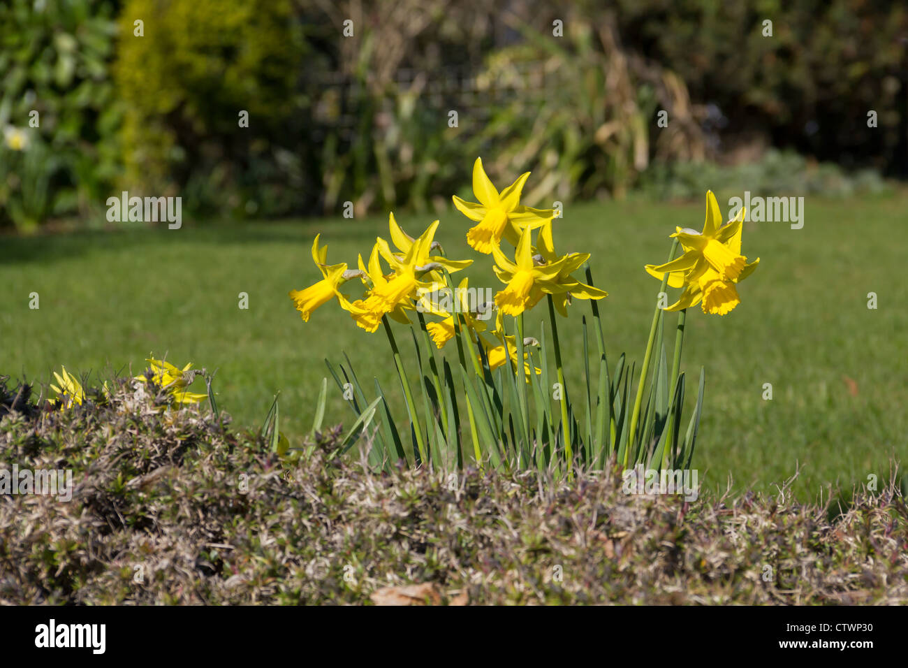 Some lovely dwarf daffodils in the spring sunshine Stock Photo - Alamy