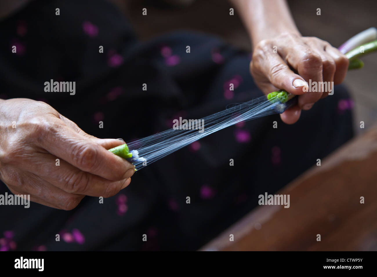 The making of LOTUS SILK from the stalks of the lotus plant is a local ...