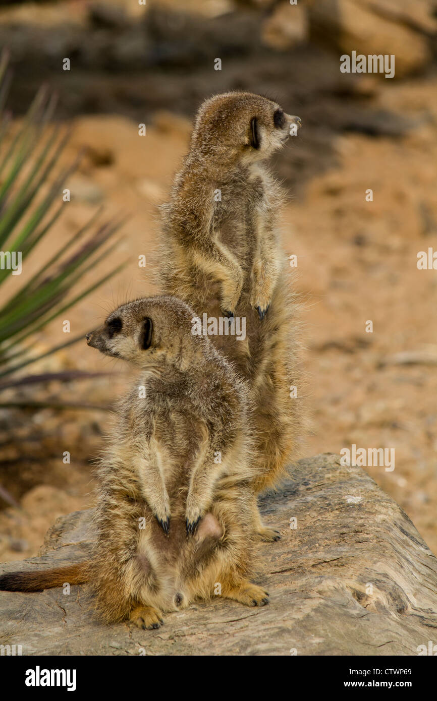 Friendly and inquisitive animals hi-res stock photography and images ...