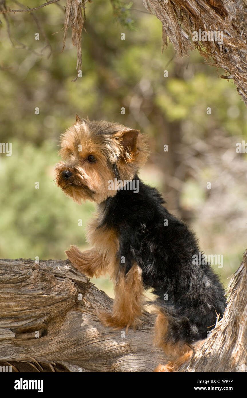 Yorkshire terrier standing in tree Stock Photo - Alamy