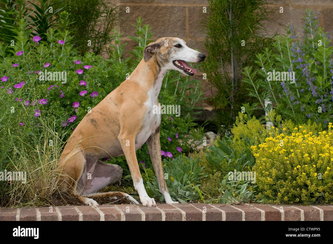 Whippet sitting on brick wall Stock Photo - Alamy