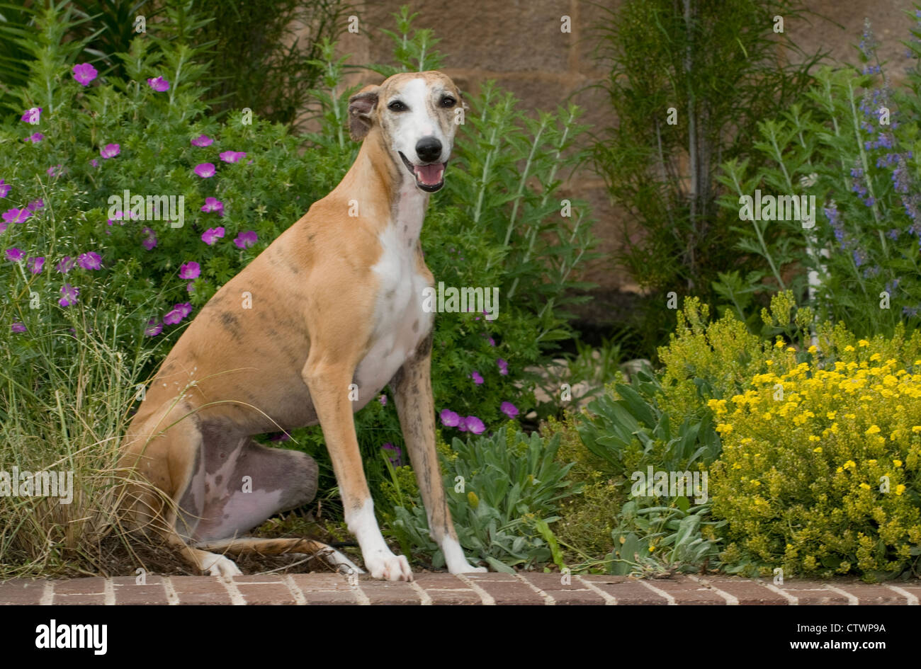 Sitting whippet hi-res stock photography and images - Alamy