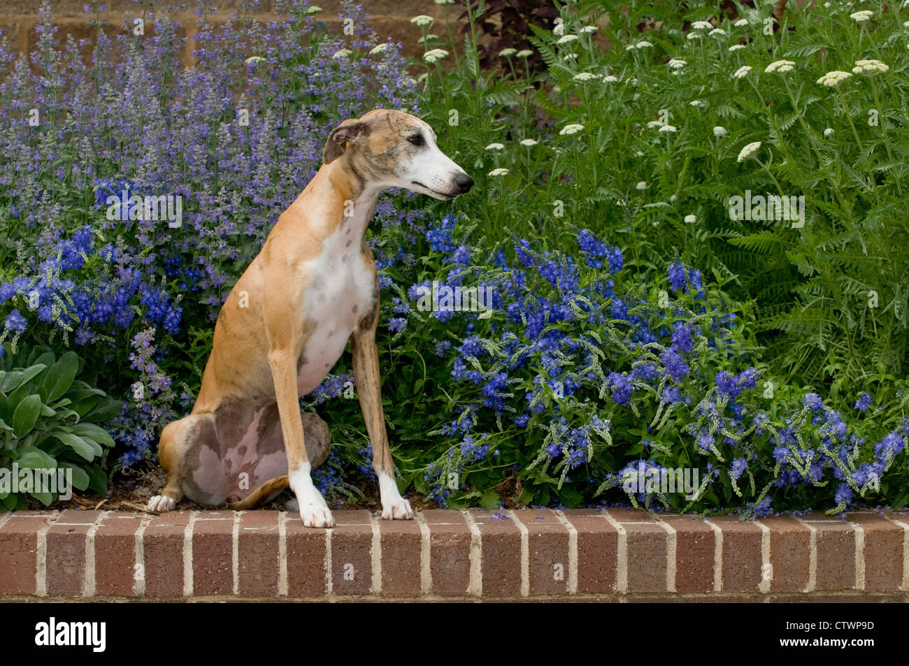 Sitting whippet hi-res stock photography and images - Alamy