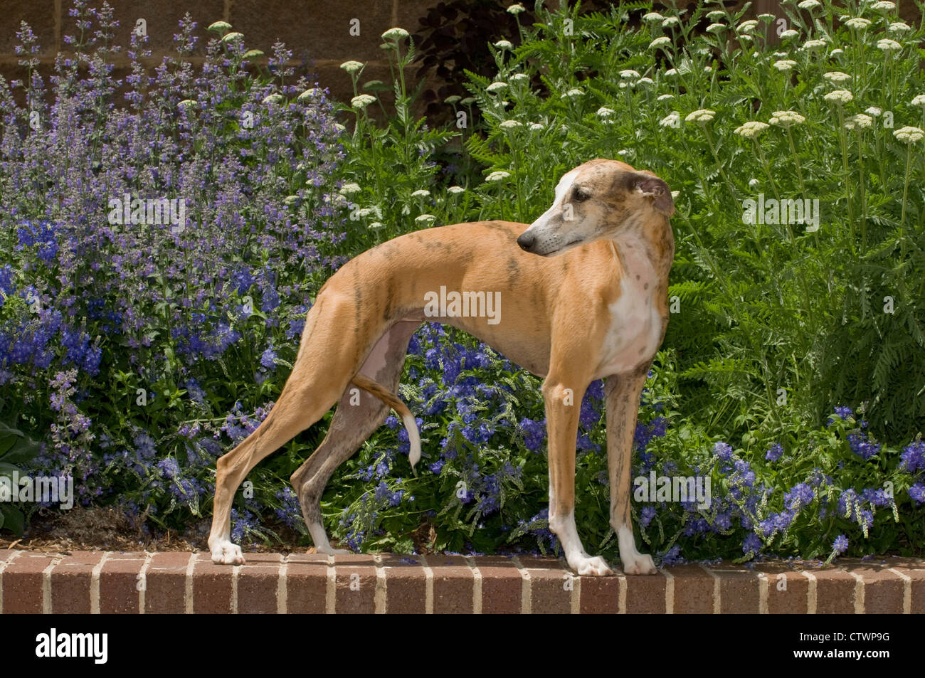 Whippet standing hi-res stock photography and images - Alamy