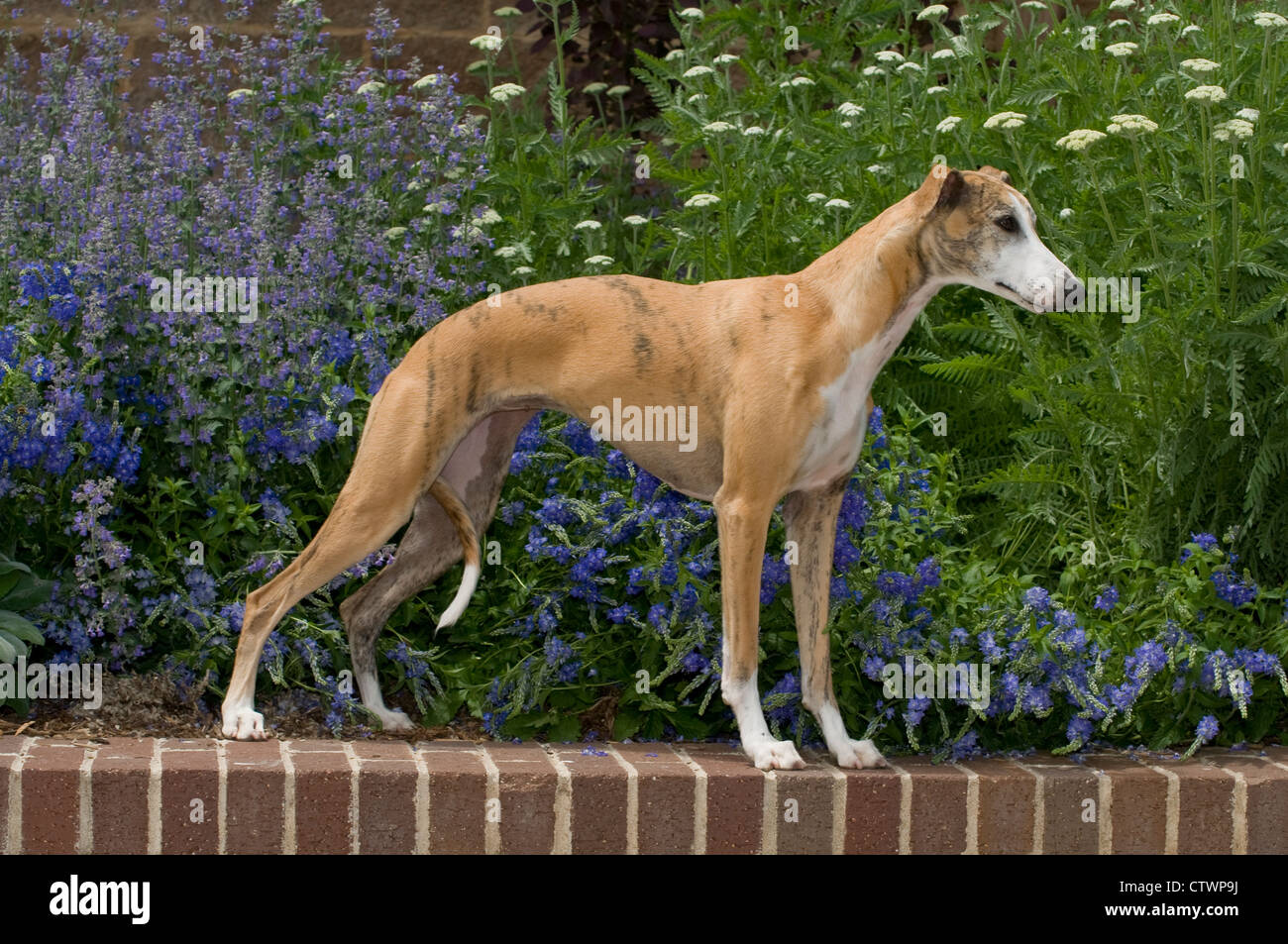 Brindle whippet hi-res stock photography and images - Alamy