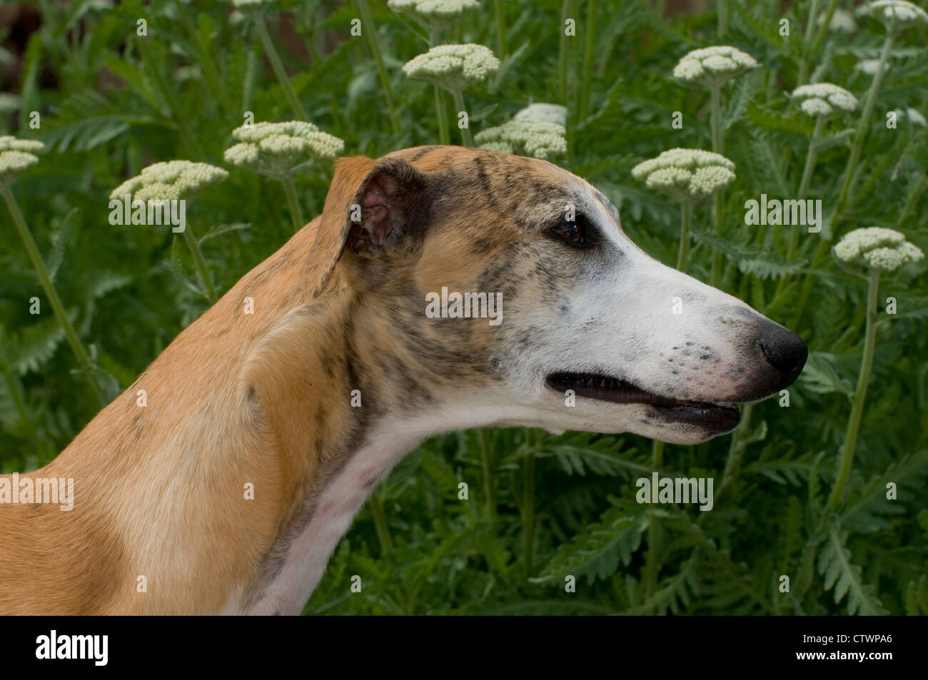 Brindle whippet hi-res stock photography and images - Alamy
