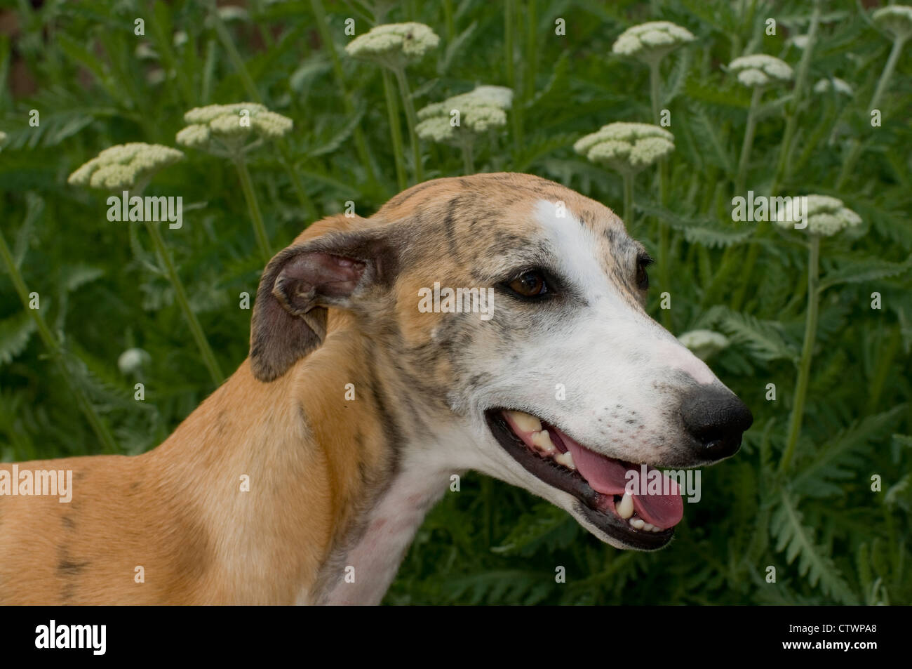 Brindle whippet hi-res stock photography and images - Alamy