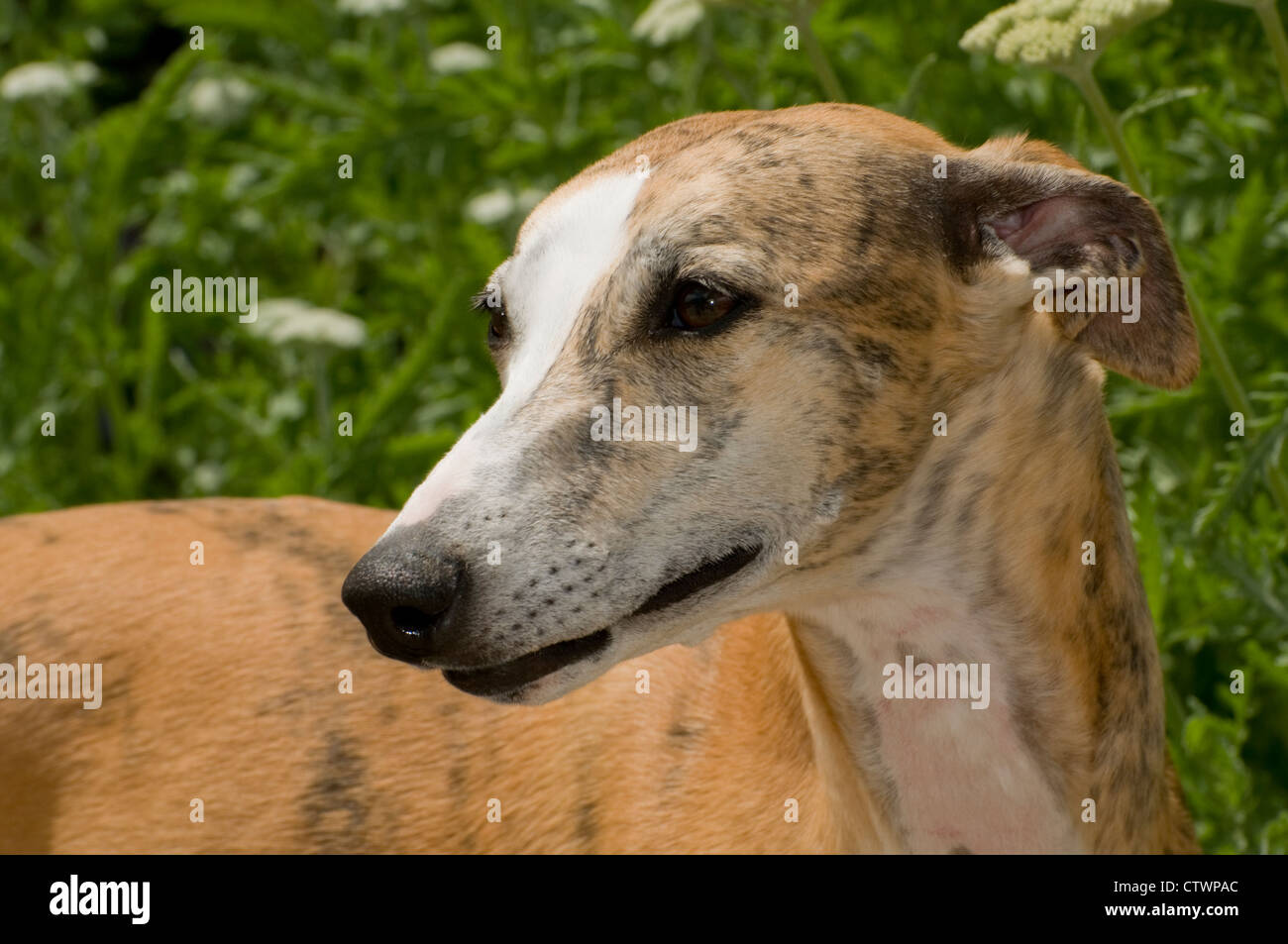Brindle whippet hi-res stock photography and images - Alamy