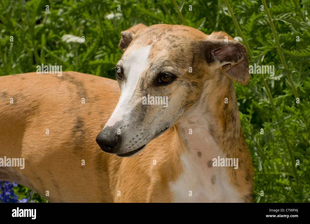 Brindle whippet hi-res stock photography and images - Alamy