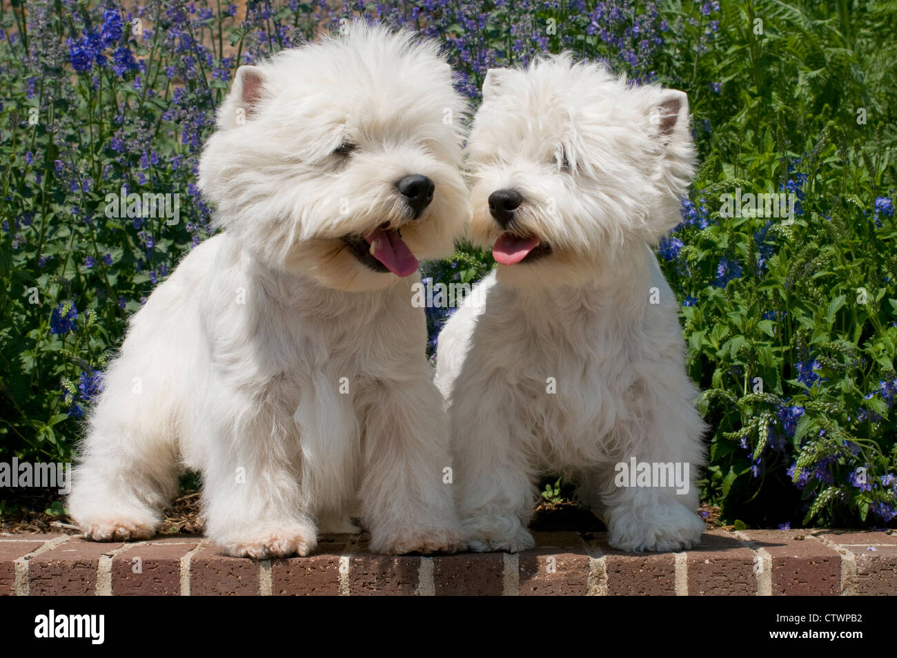 Two west highland white terriers hi-res stock photography and images ...