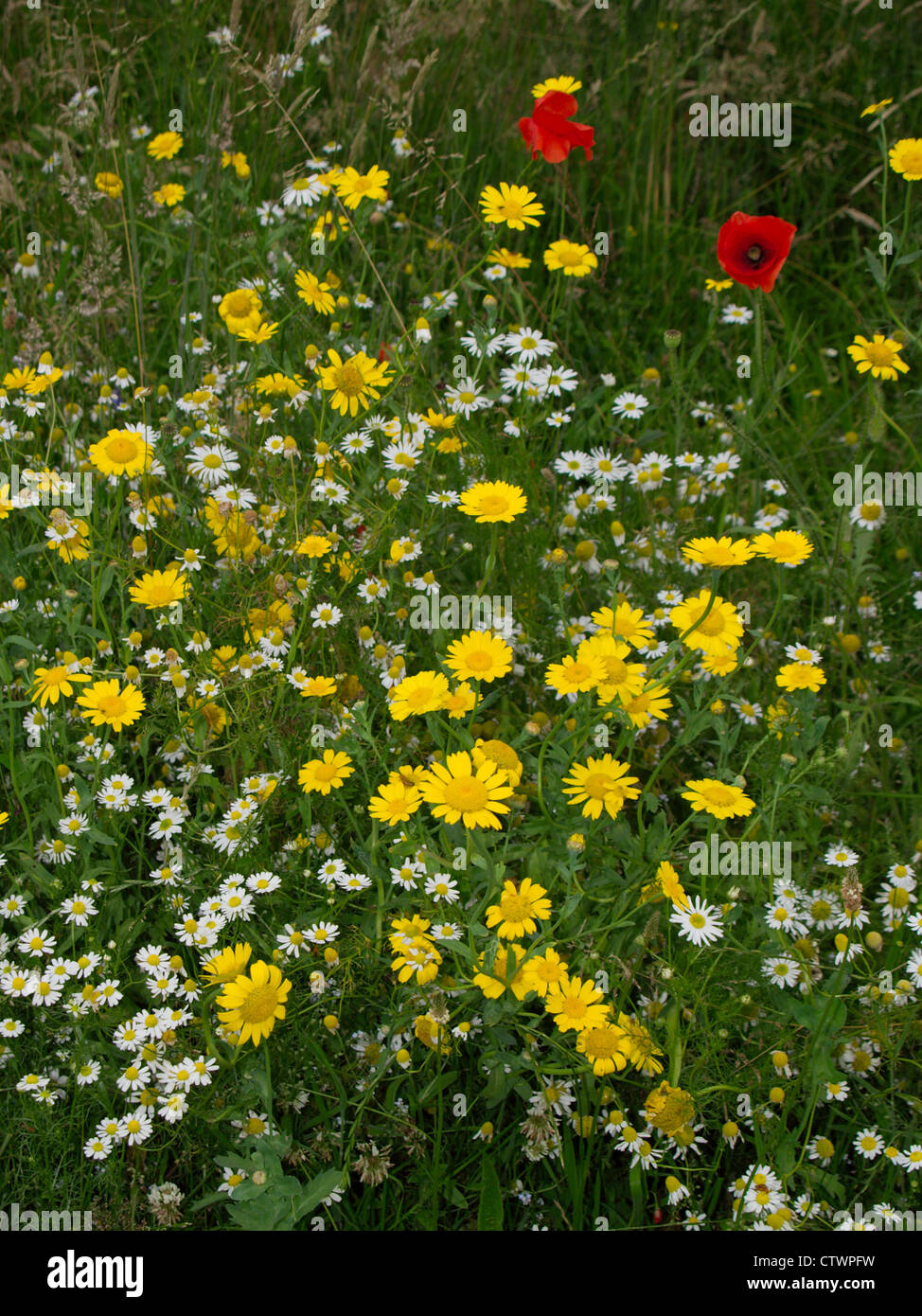 Roadside wild flowers Stock Photo - Alamy