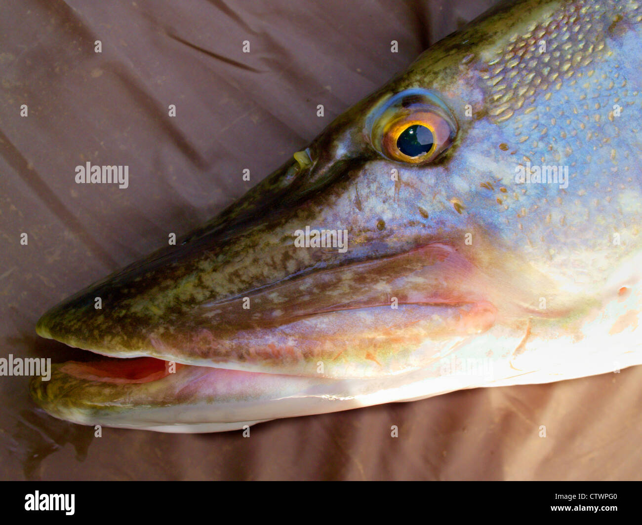 Close up of Pike's Head Stock Photo - Alamy