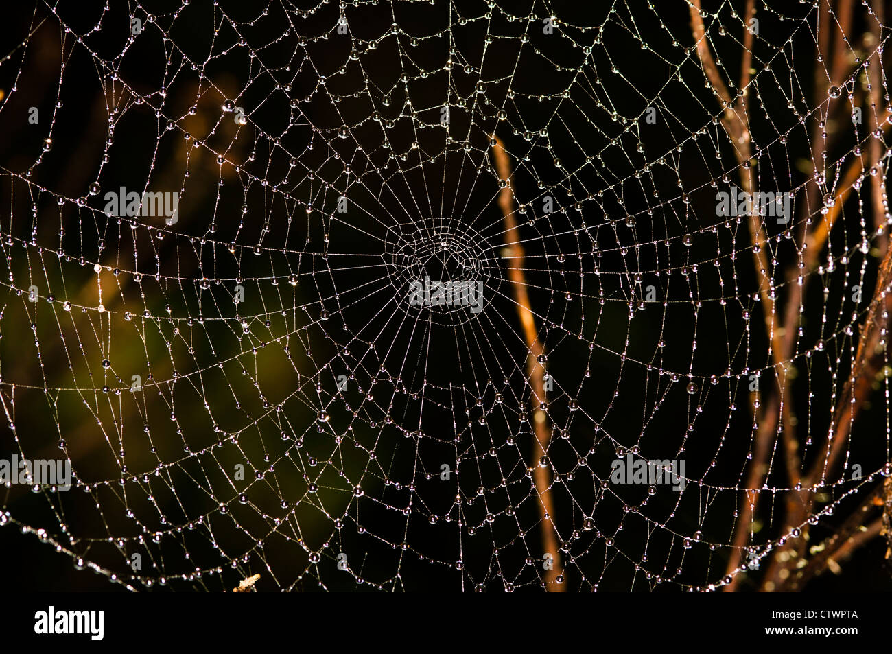 spider web with rain drops in State Park of Ibitipoca, Minas Gerais ...