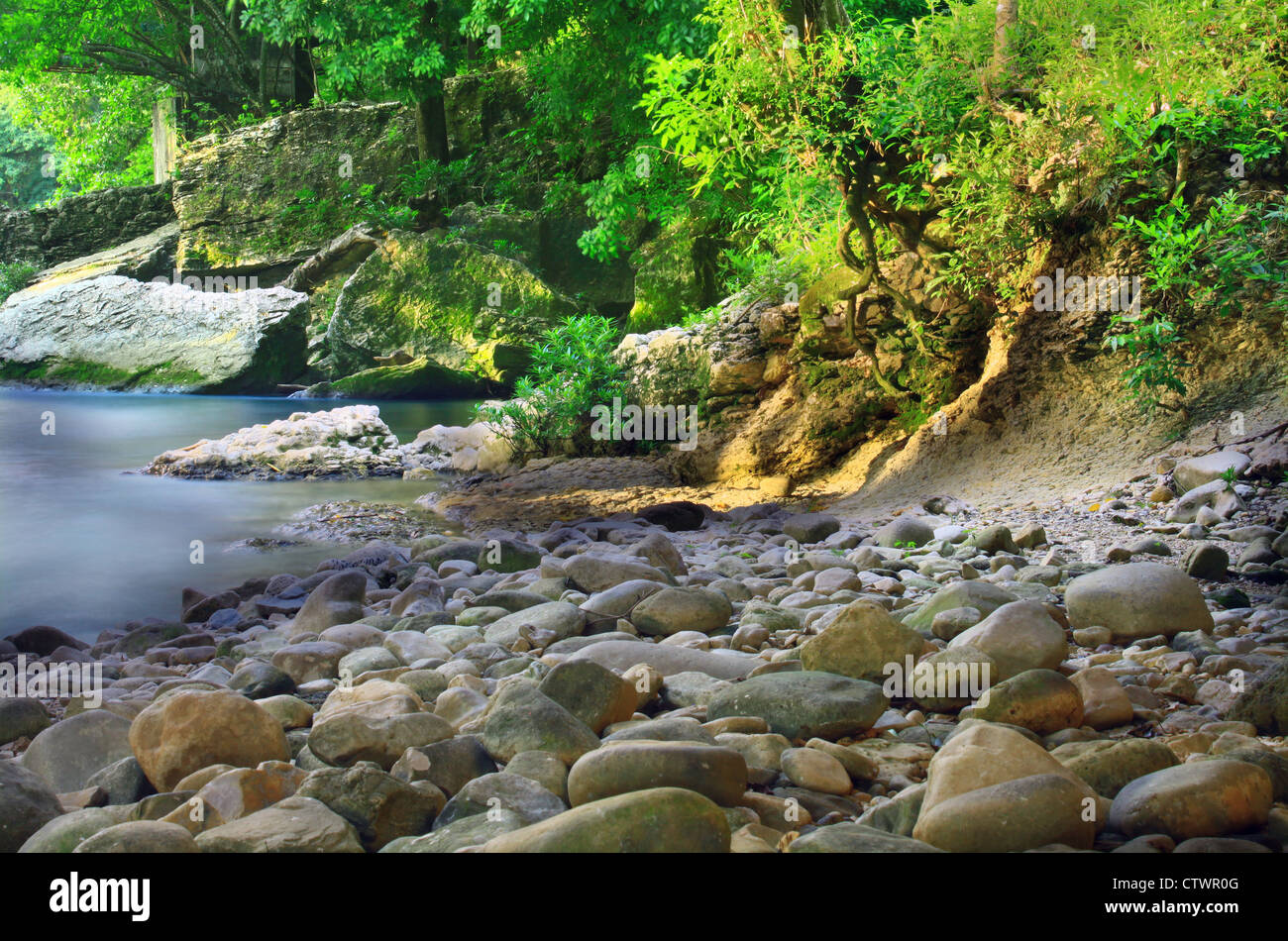 Summer woods with green trees and creek with rocks and foliage in ...