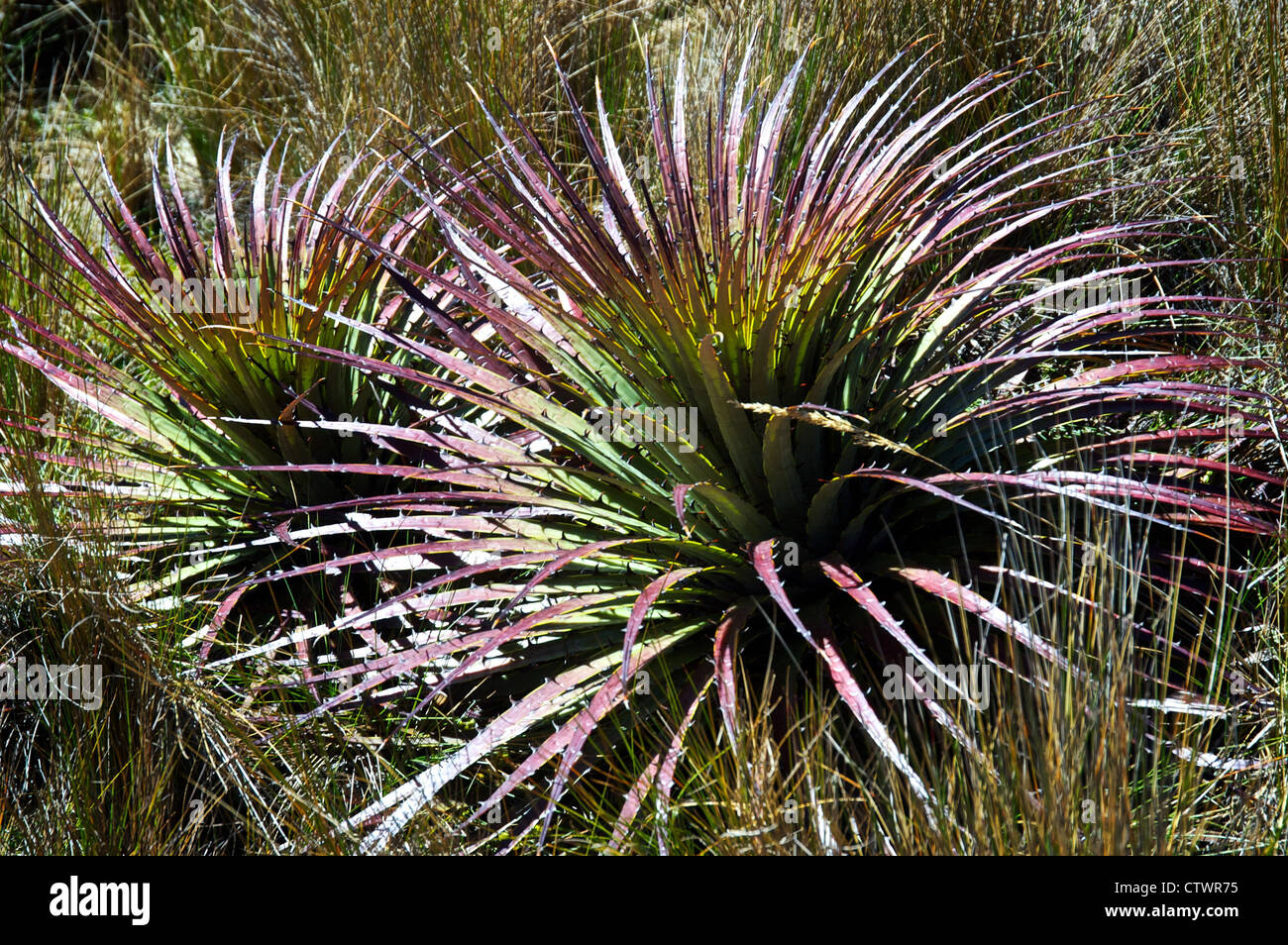 Flora of Parque Cajas, Ecuador Stock Photo - Alamy