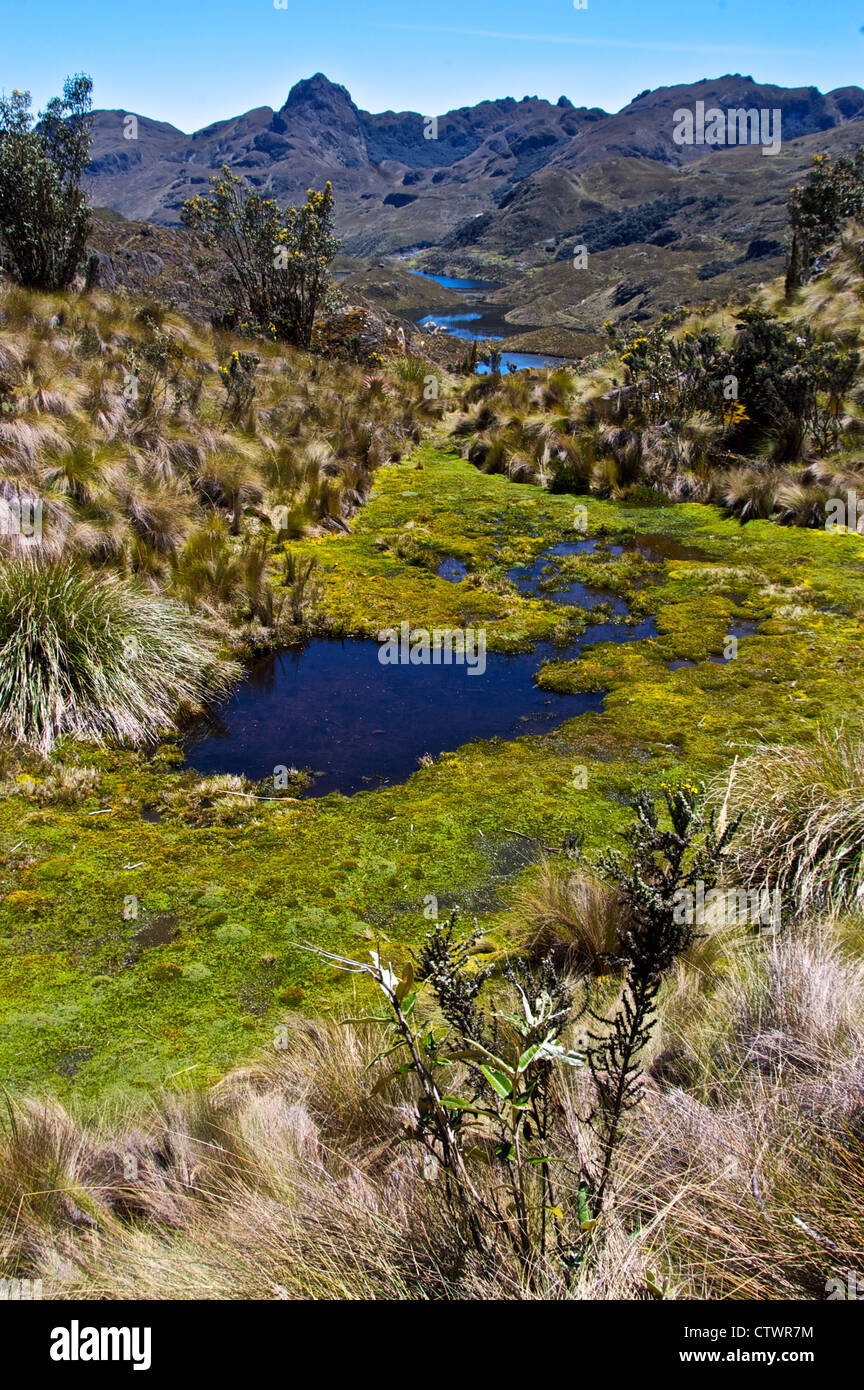 Beautiful landscape of Parque Cajas, Ecuador Stock Photo - Alamy