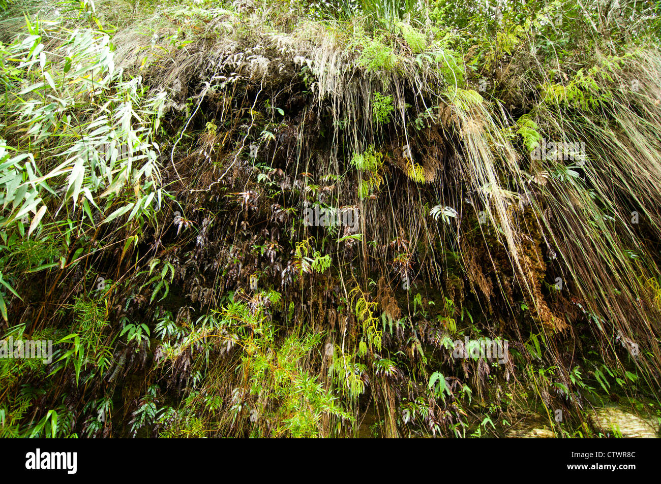 Ibitipoca state Park (Parque Estadual de Ibitipoca), Minas Gerais ...