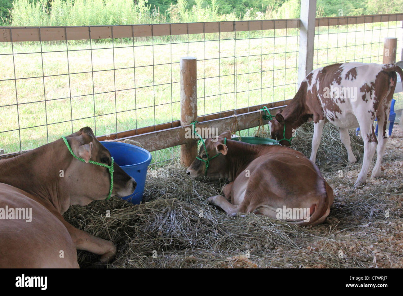 Three cows await judging at the county fair Stock Photo - Alamy