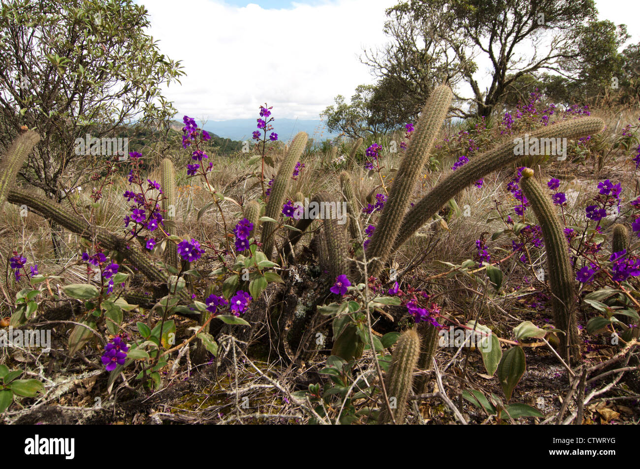 Ibitipoca state Park (Parque Estadual de Ibitipoca), Minas Gerais ...