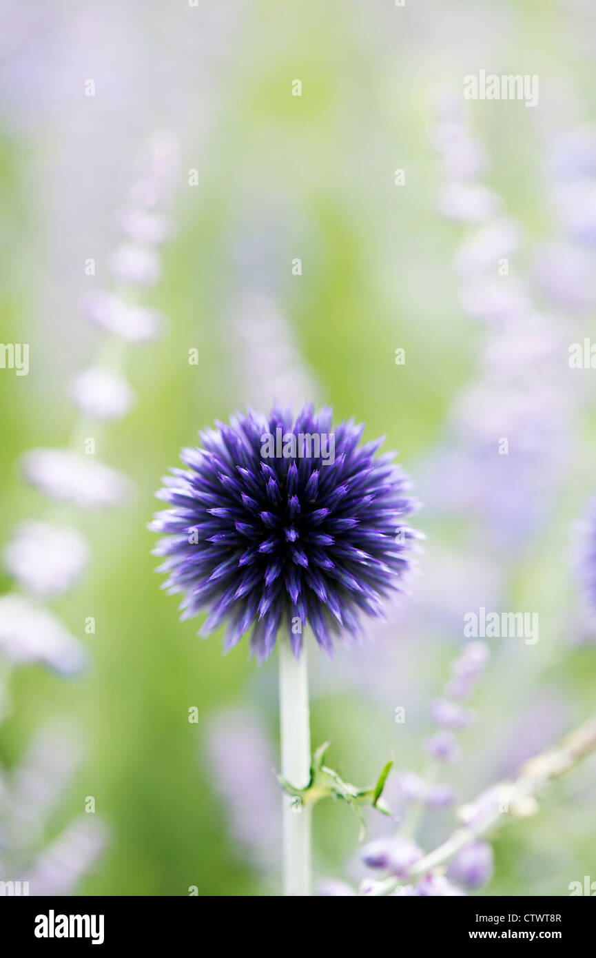 Echinops ritro veitchs . Globe thistle flower in an English garden ...