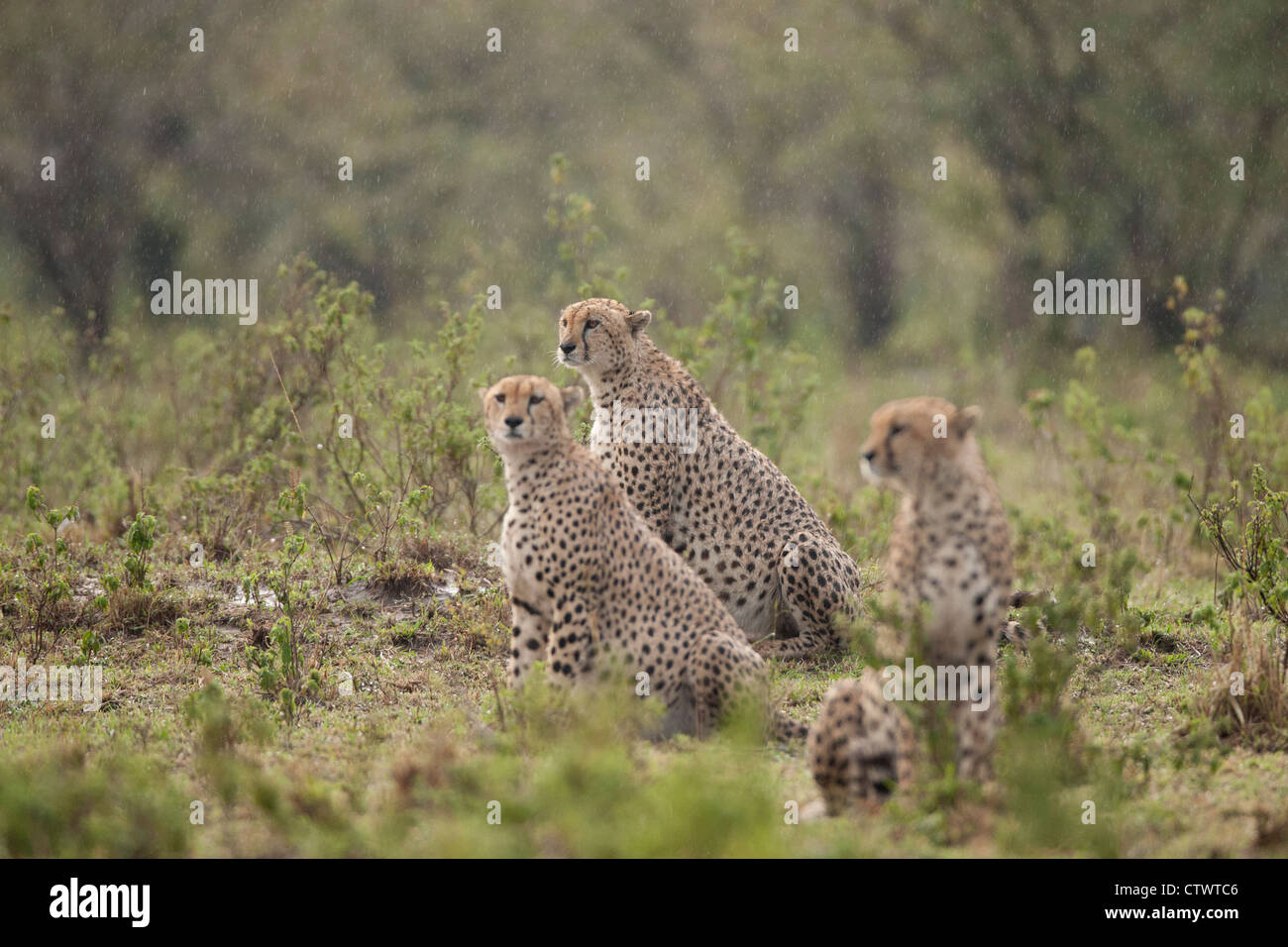 Famous Baby Cheetahs