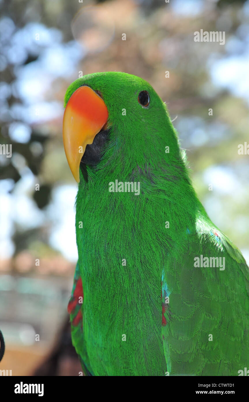 parrot at a petting zoo Stock Photo - Alamy