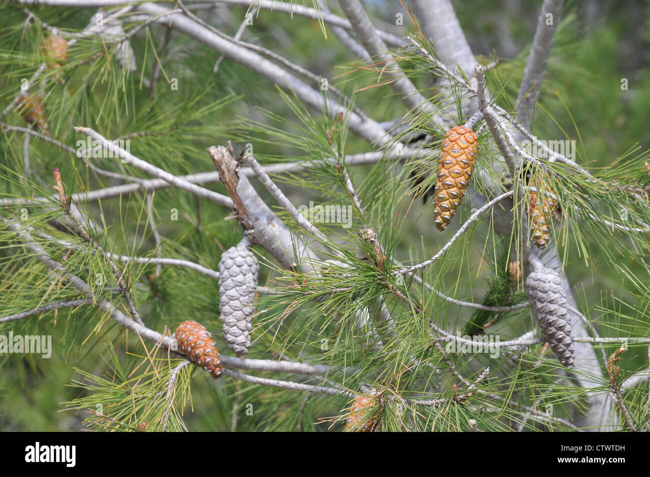 Pine tree in the Botanical garden Oranim collage, Israel Stock Photo ...