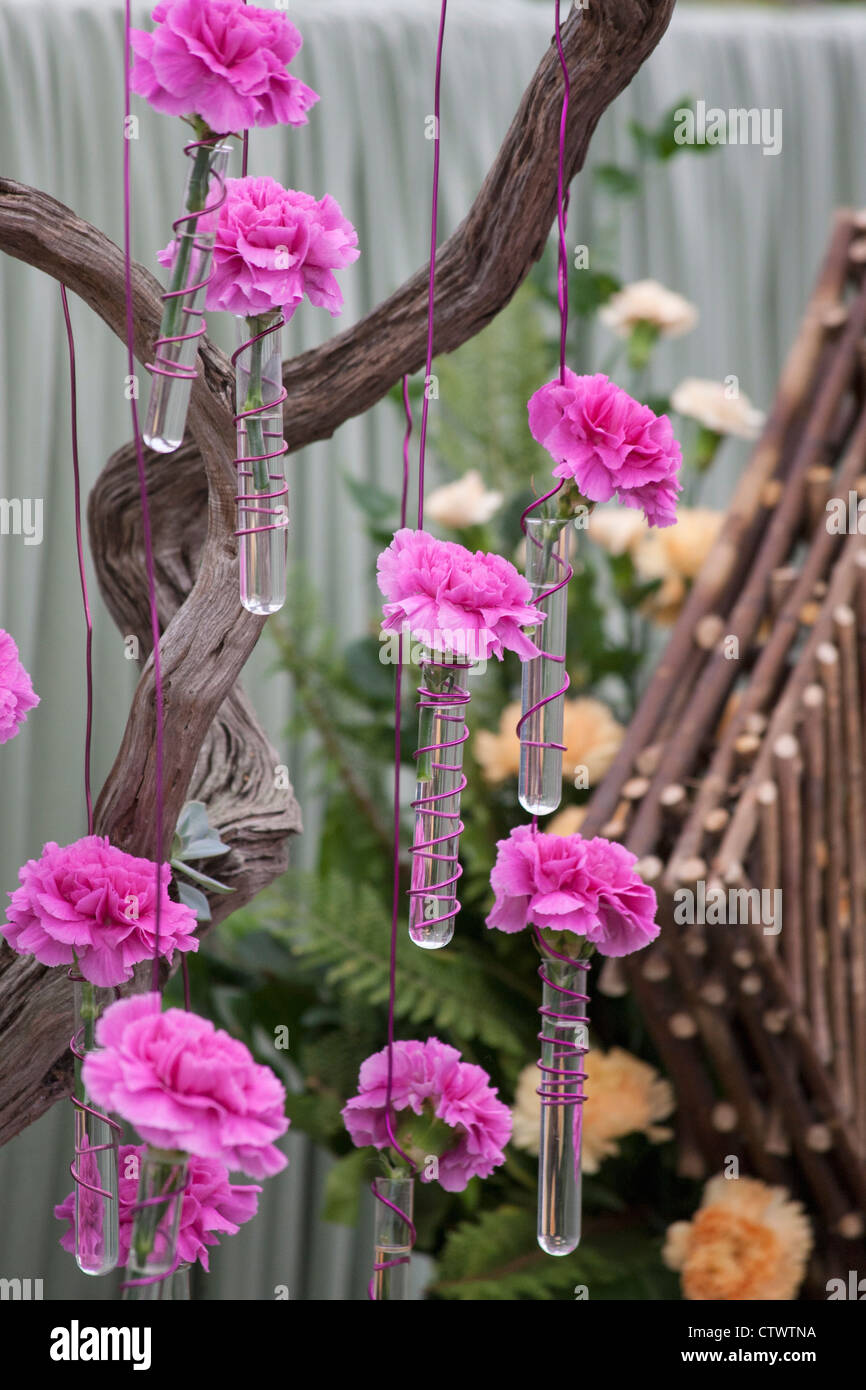 a display of carnations Stock Photo - Alamy