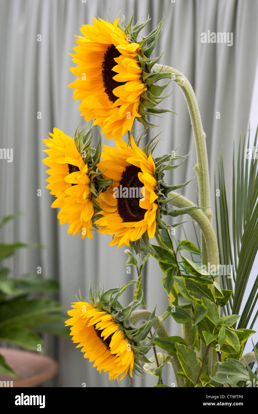 a display of four sunflowers Stock Photo - Alamy