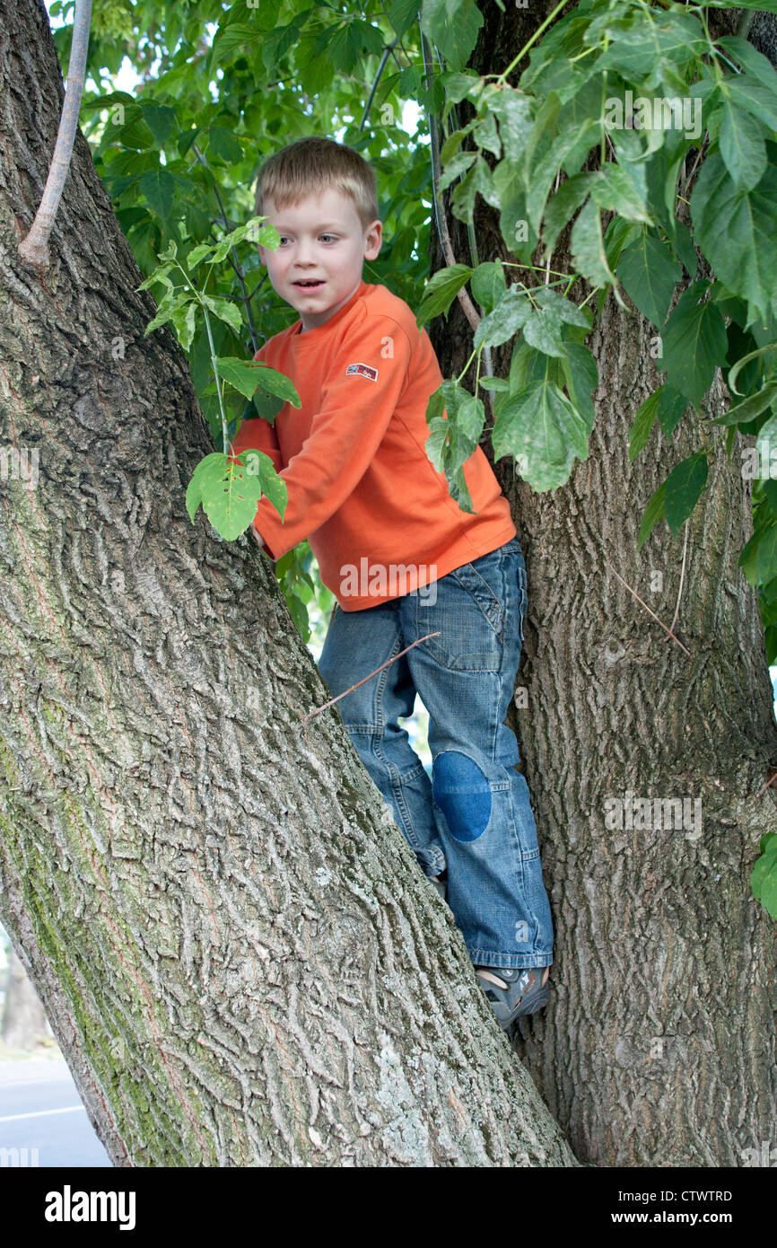 young boy in a tree Stock Photo - Alamy