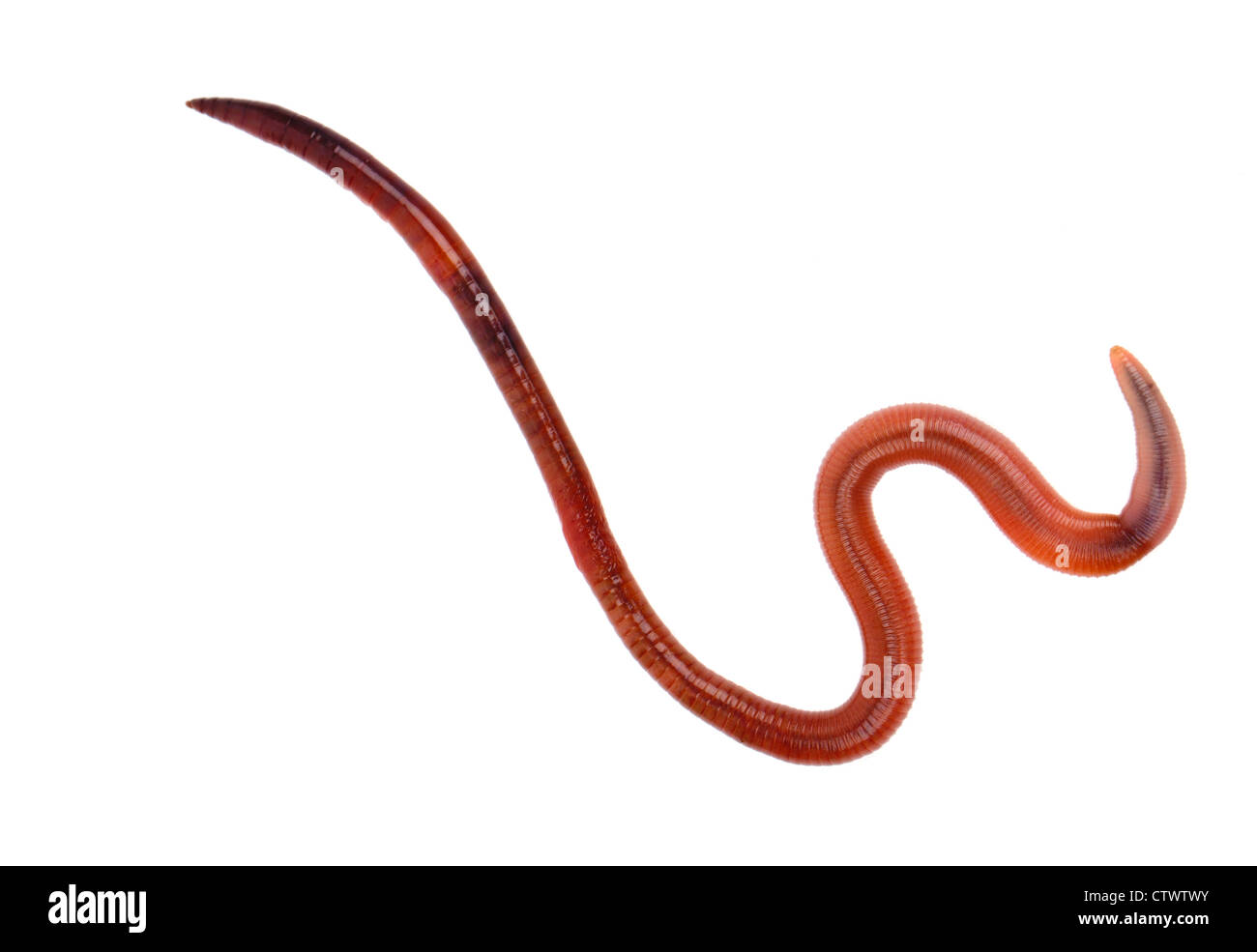 Animal earth worm isolated on hi-res stock photography and images - Alamy